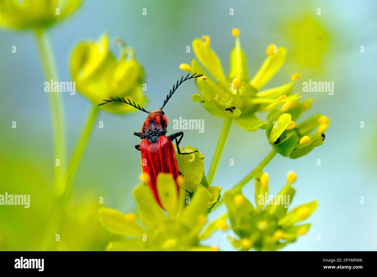 Black scarlet hi-res stock photography and images - Alamy