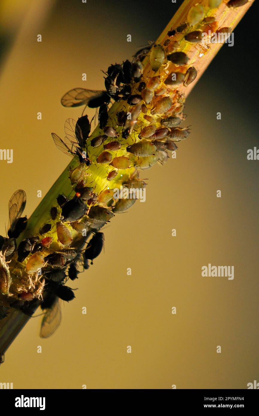 True lice hi-res stock photography and images - Alamy