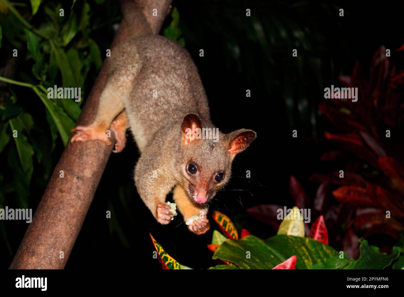 Grey Bushtail Ossum Stock Photo - Alamy