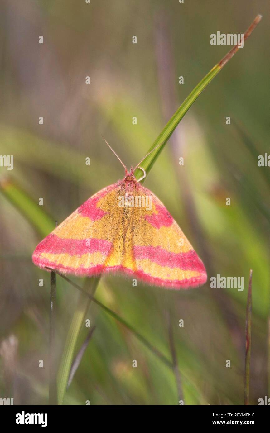 Sorrel purple moth Stock Photo - Alamy