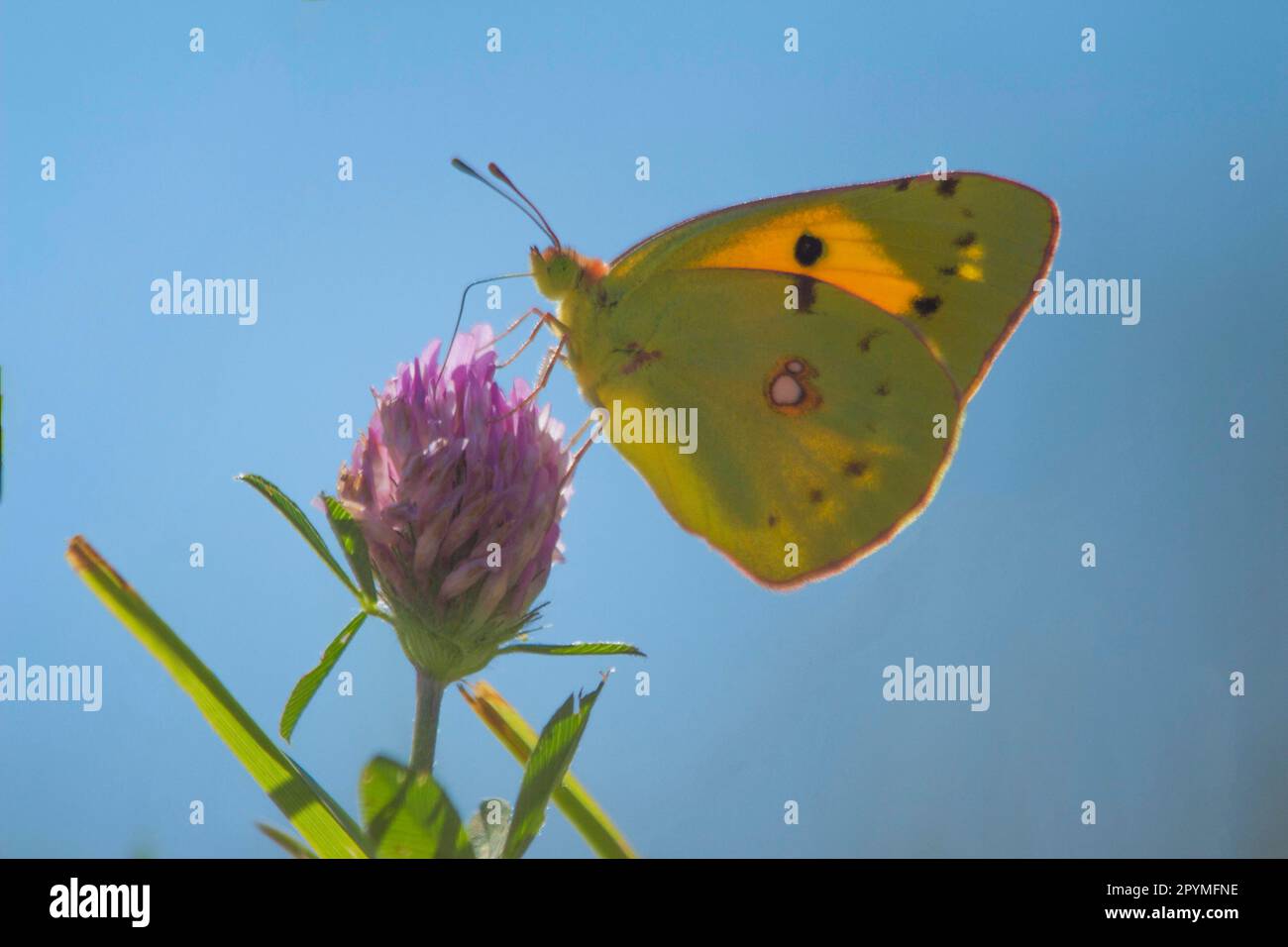 Common cloudy yellow Stock Photo - Alamy