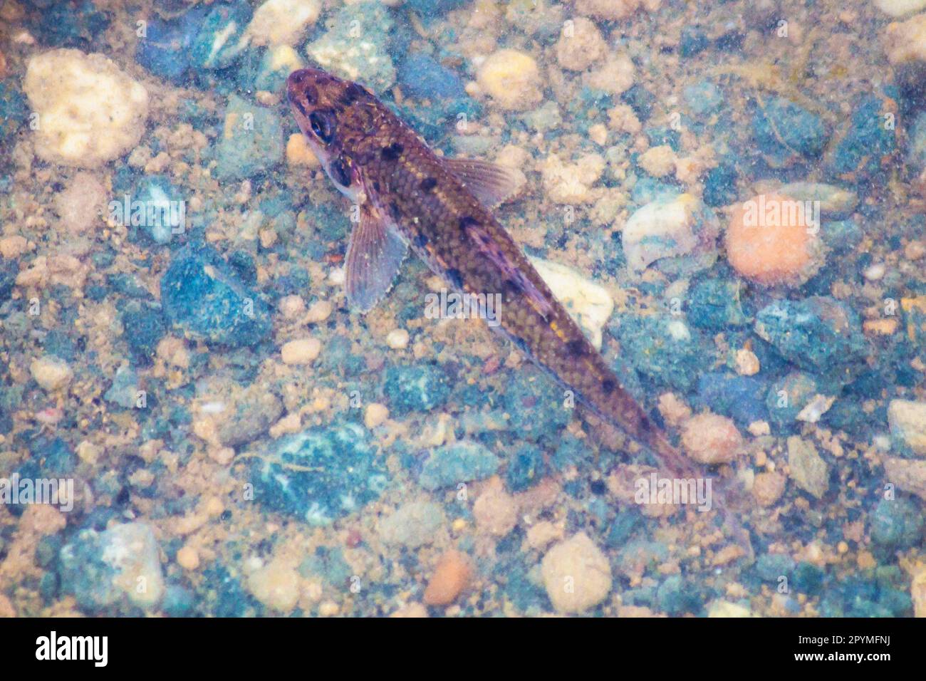 Gudgeon fish hi-res stock photography and images - Alamy