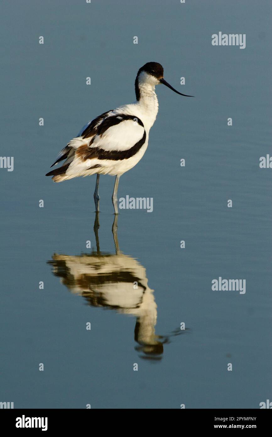 Avocet hi-res stock photography and images - Alamy