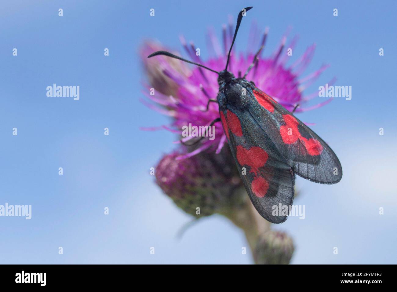 Red widow hi-res stock photography and images - Alamy