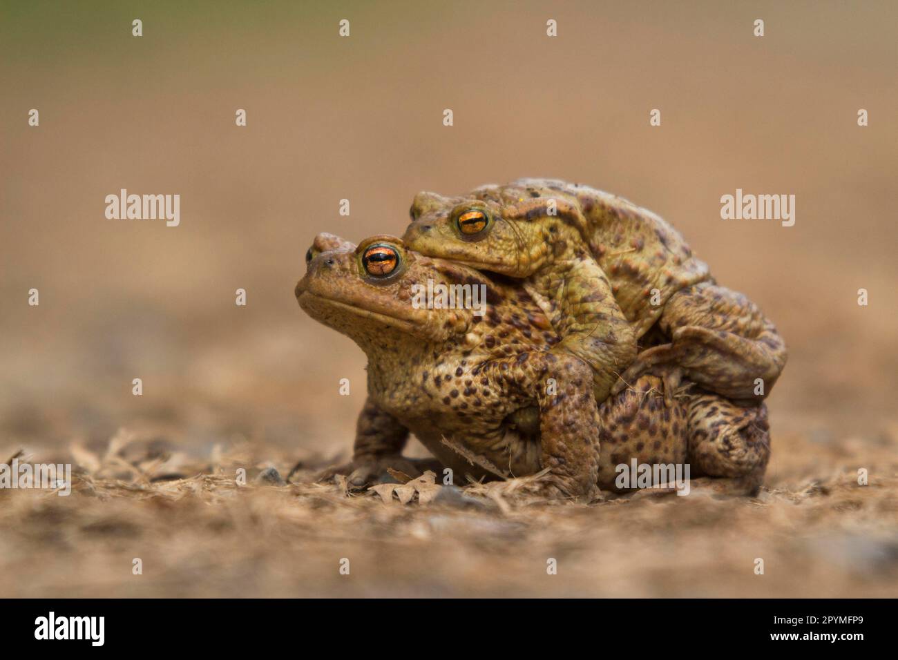 Mature toads hi-res stock photography and images - Alamy