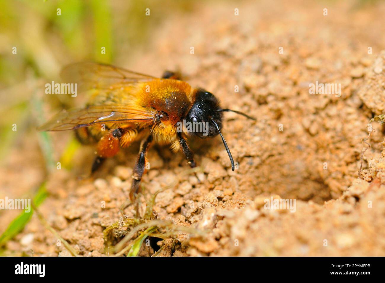 Common sand bee Stock Photo - Alamy