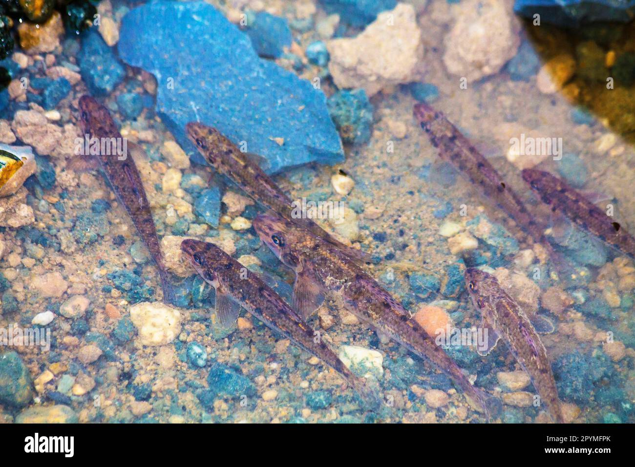 Gudgeon fish hi-res stock photography and images - Alamy