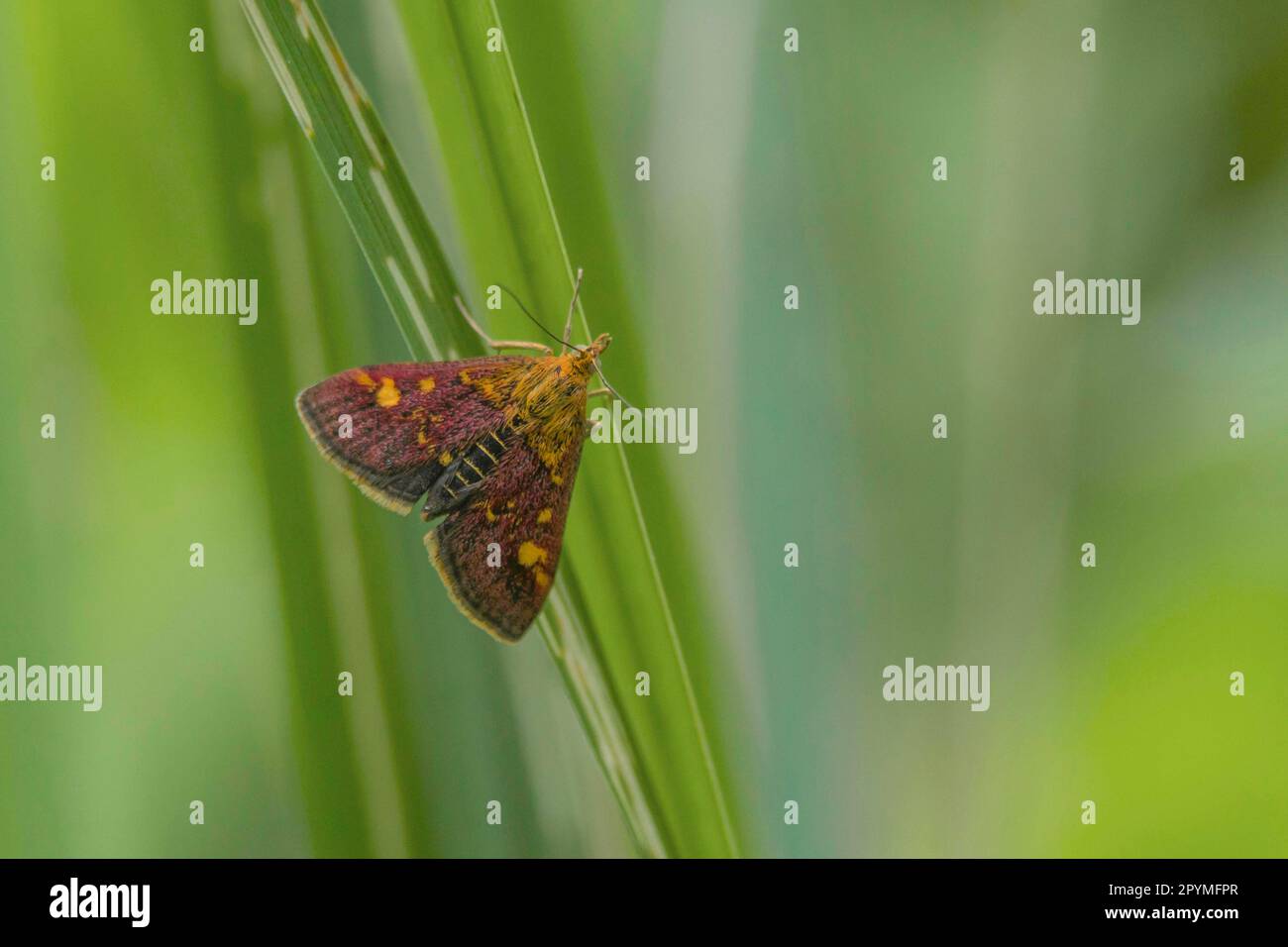Mint moth hi-res stock photography and images - Alamy
