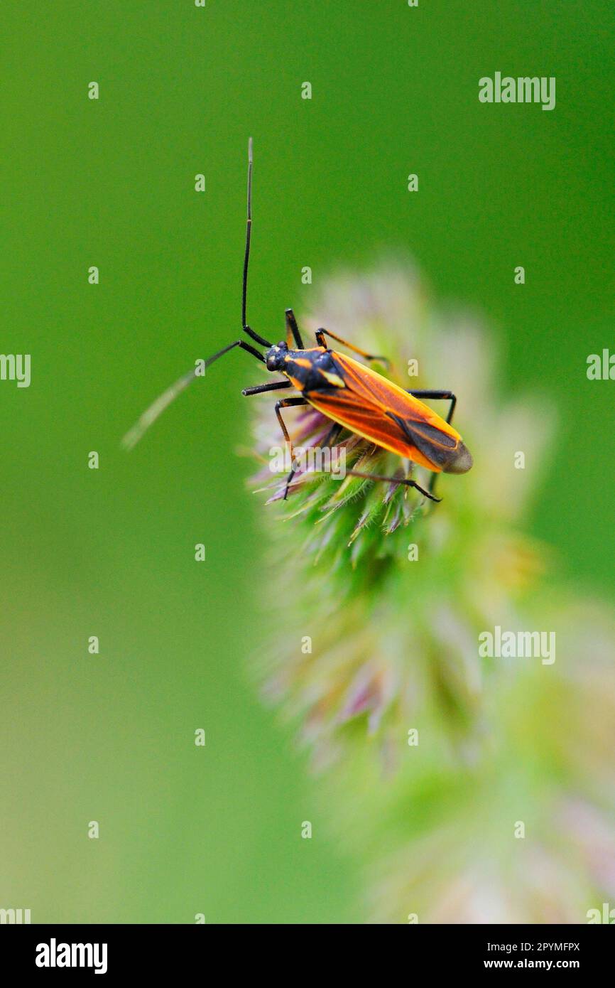 Long haired dagger bug Stock Photo - Alamy