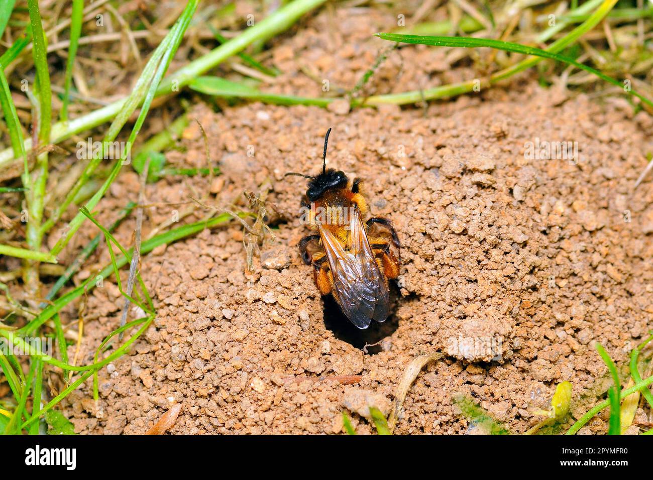 Common sand bee Stock Photo - Alamy