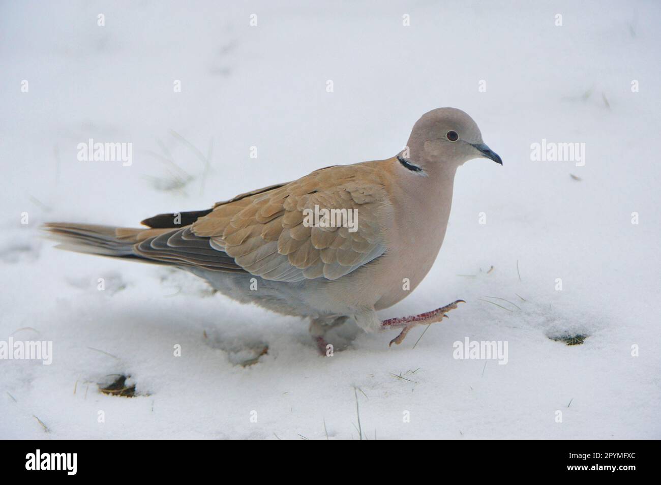 Dove walk hi-res stock photography and images - Alamy
