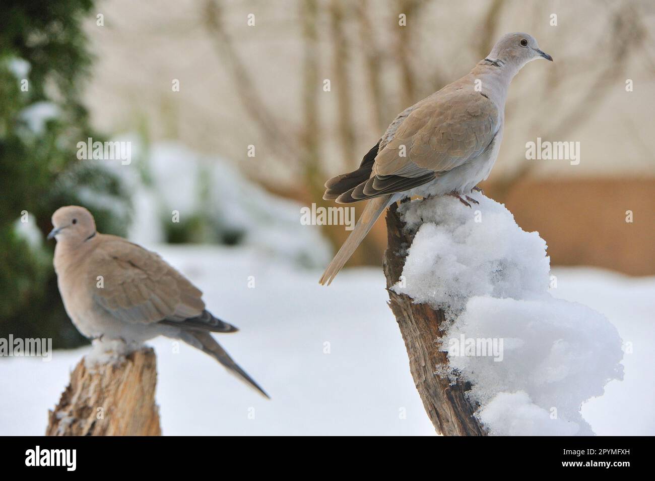 Two eurasian collared dove hi-res stock photography and images - Alamy
