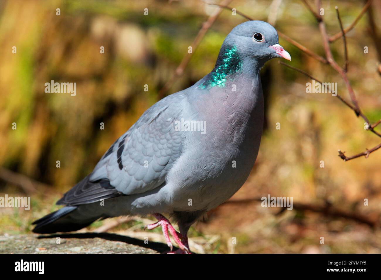 Dove photography hi-res stock photography and images - Alamy