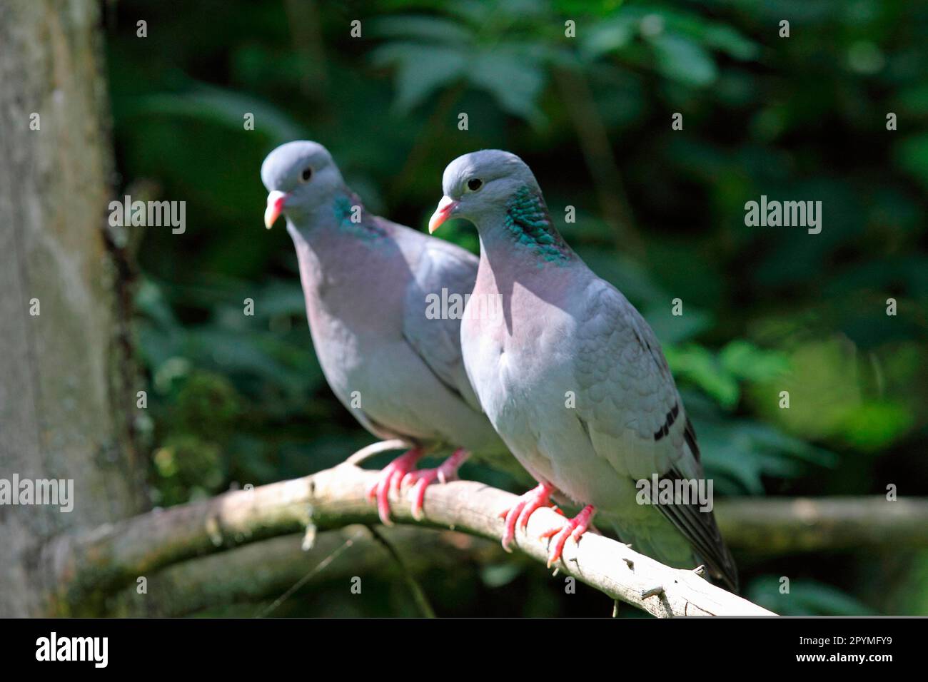 Couple with dove hi-res stock photography and images - Alamy