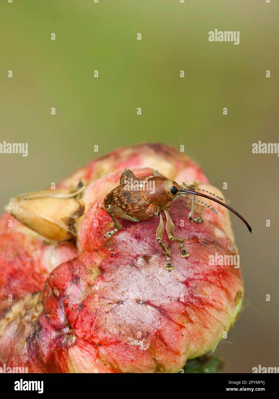 Acorn beetle hi-res stock photography and images - Alamy