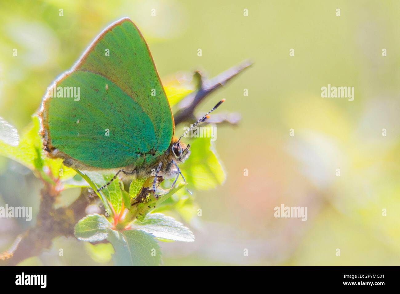 Green hawk moth Stock Photo - Alamy