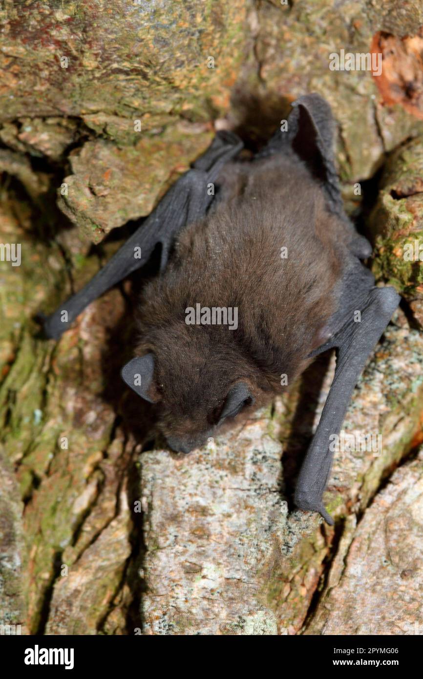 Microbat hi-res stock photography and images - Alamy