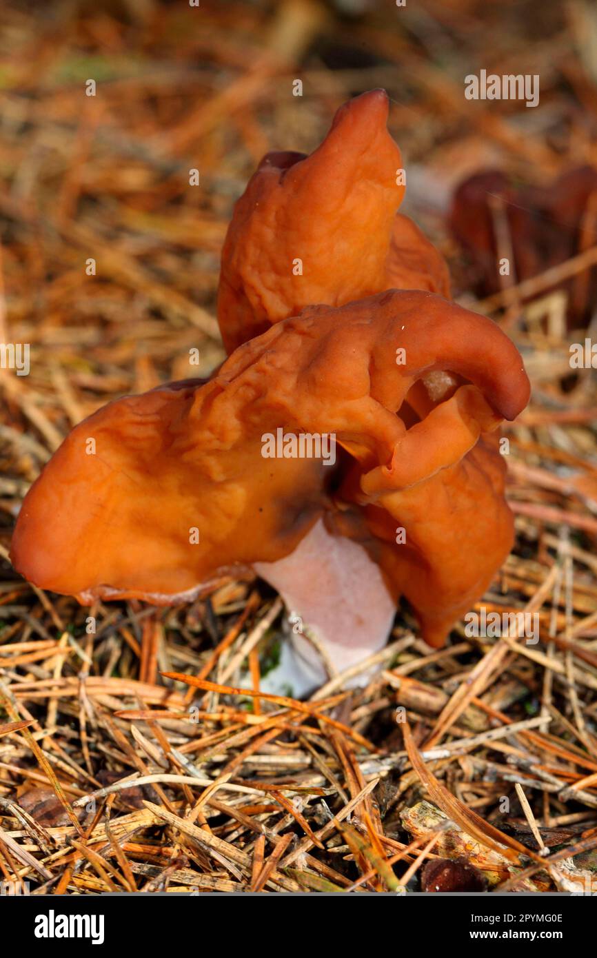 Bishop cap hi-res stock photography and images - Alamy