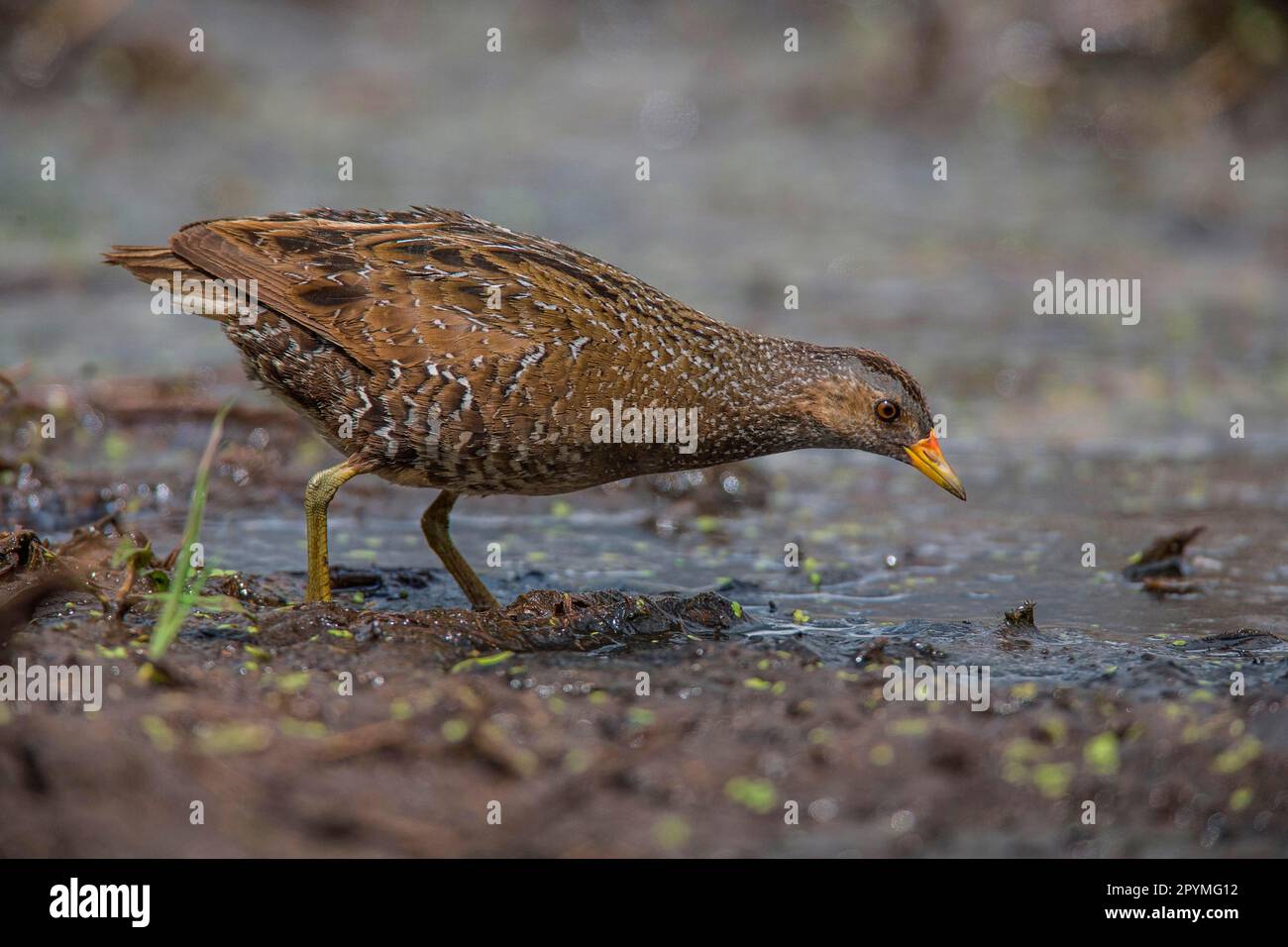 Adult spotted crake hi-res stock photography and images - Alamy