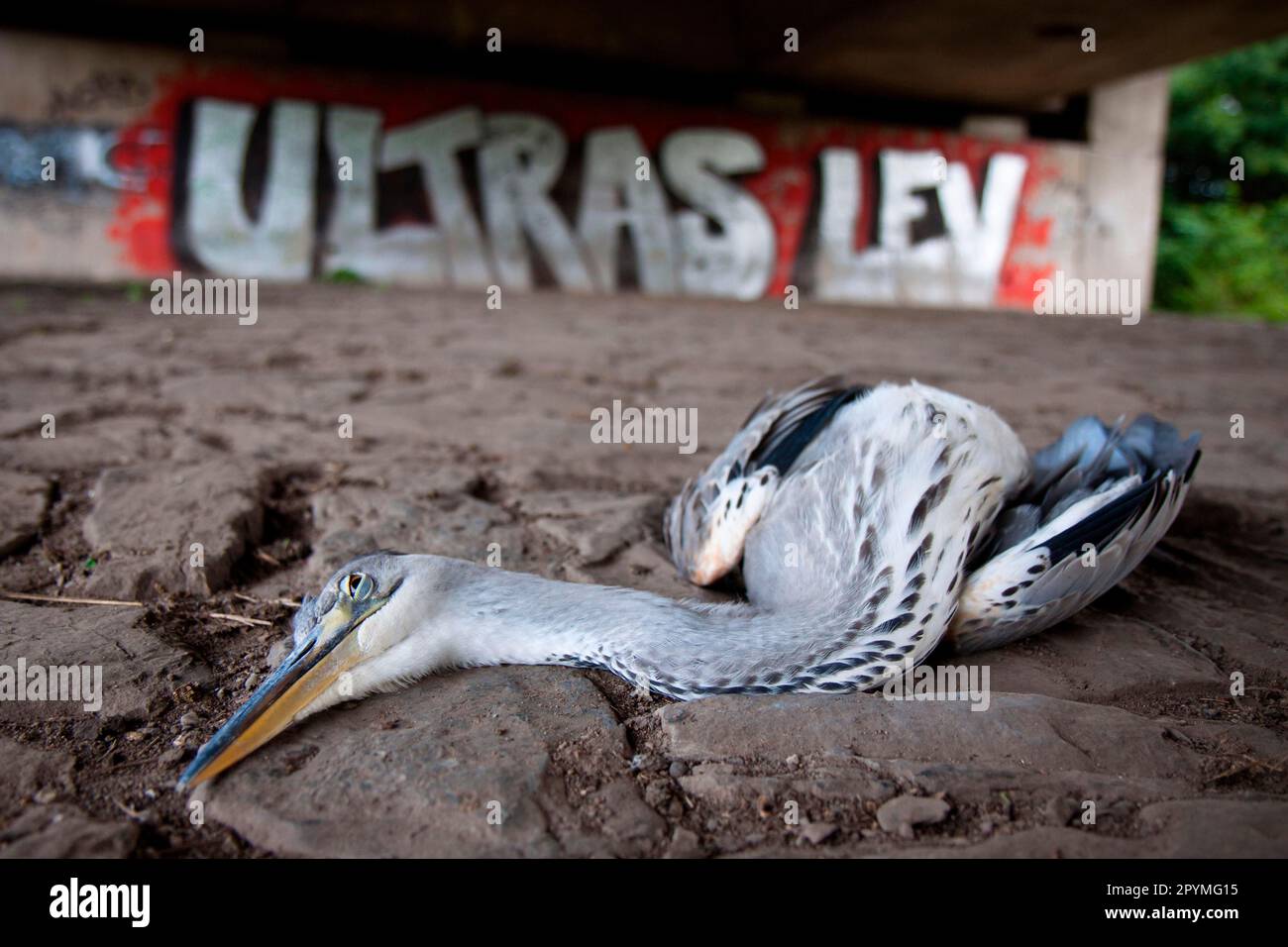 Bridge of the dead hi-res stock photography and images - Alamy