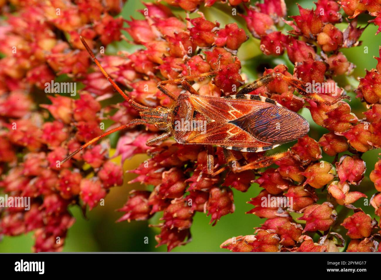 Pine bug hi-res stock photography and images - Alamy