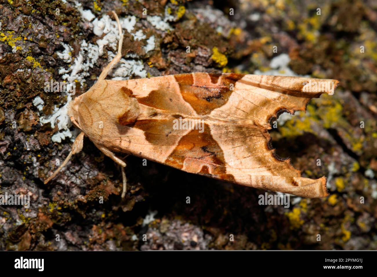 Outdoor shades hi-res stock photography and images - Alamy