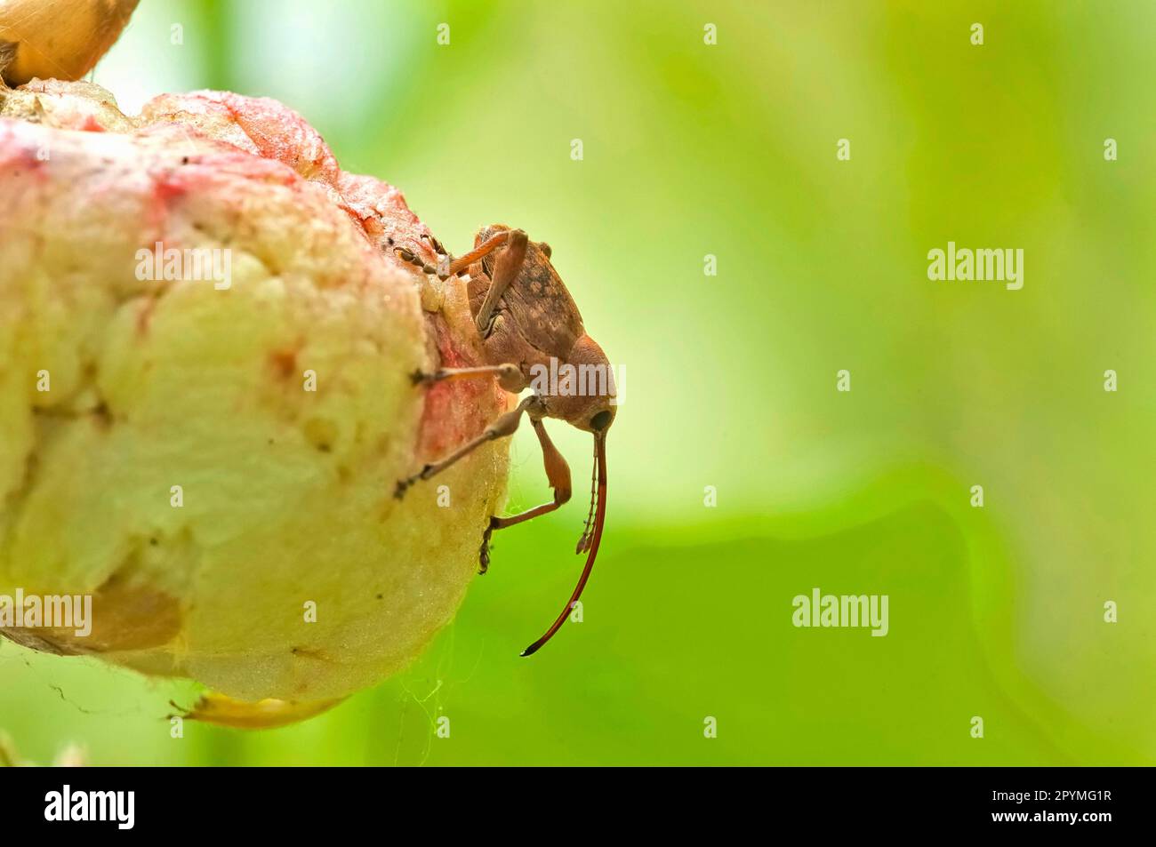 Acorn beetle hi-res stock photography and images - Alamy