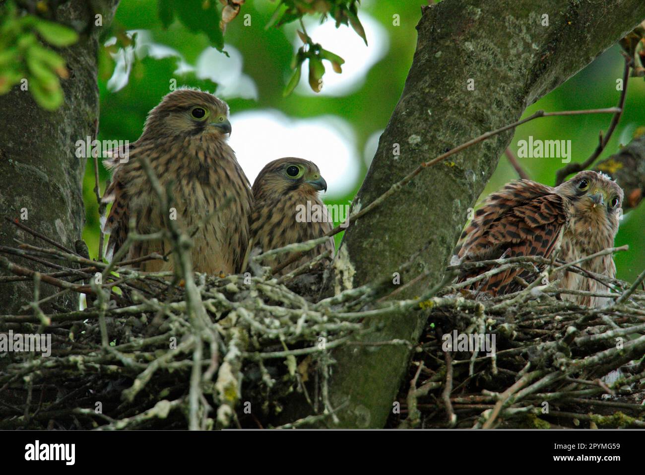Kestrel fledgling hi-res stock photography and images - Alamy