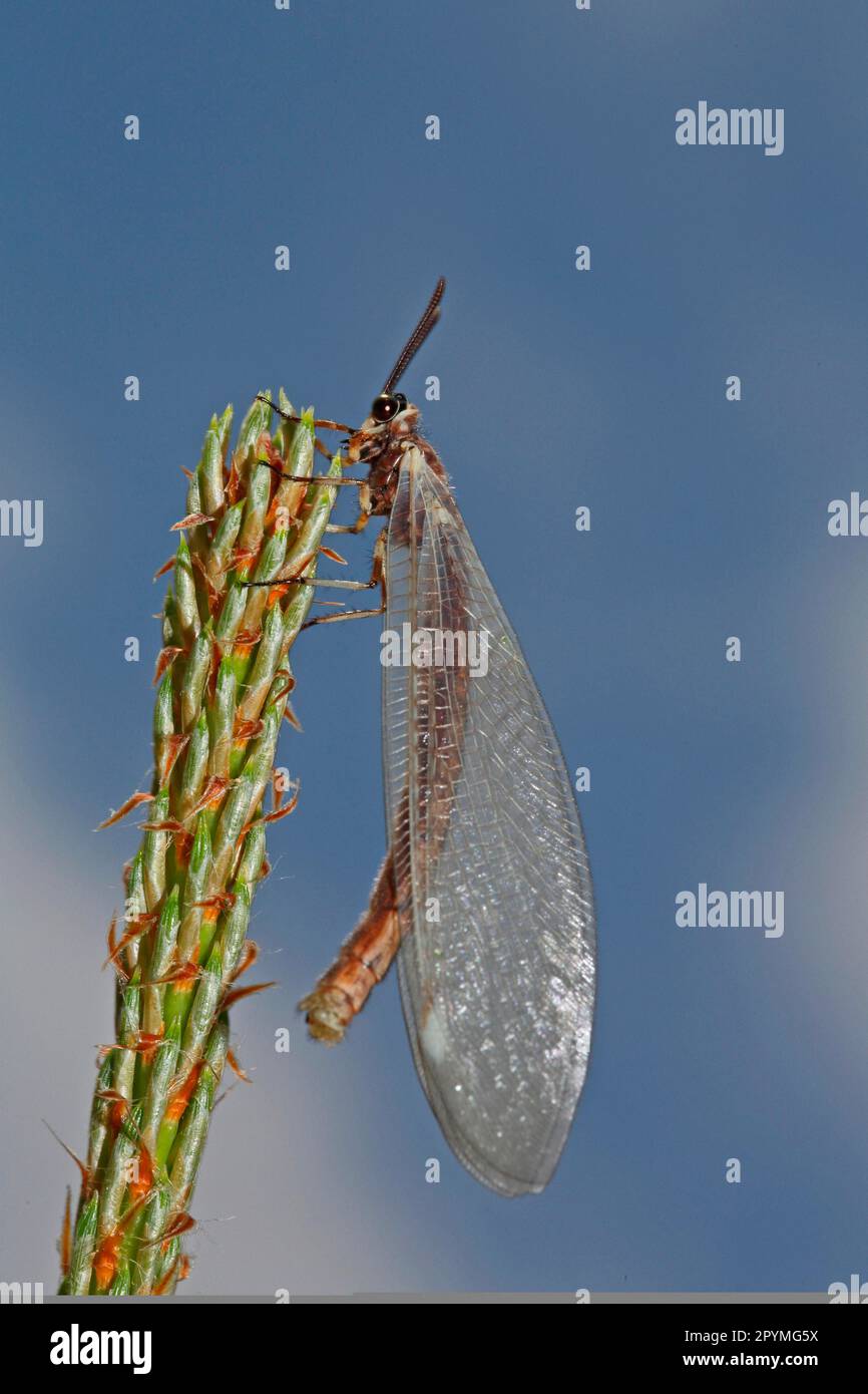 Mature antlion hi-res stock photography and images - Alamy