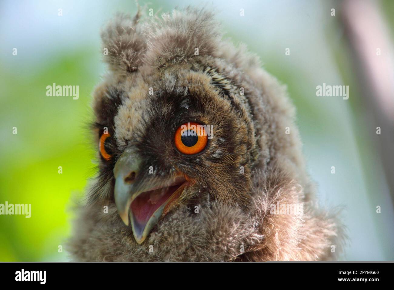 Long-eared owl, branchling Stock Photo - Alamy