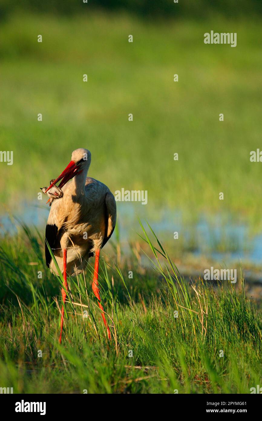 Stork stand hi-res stock photography and images - Alamy