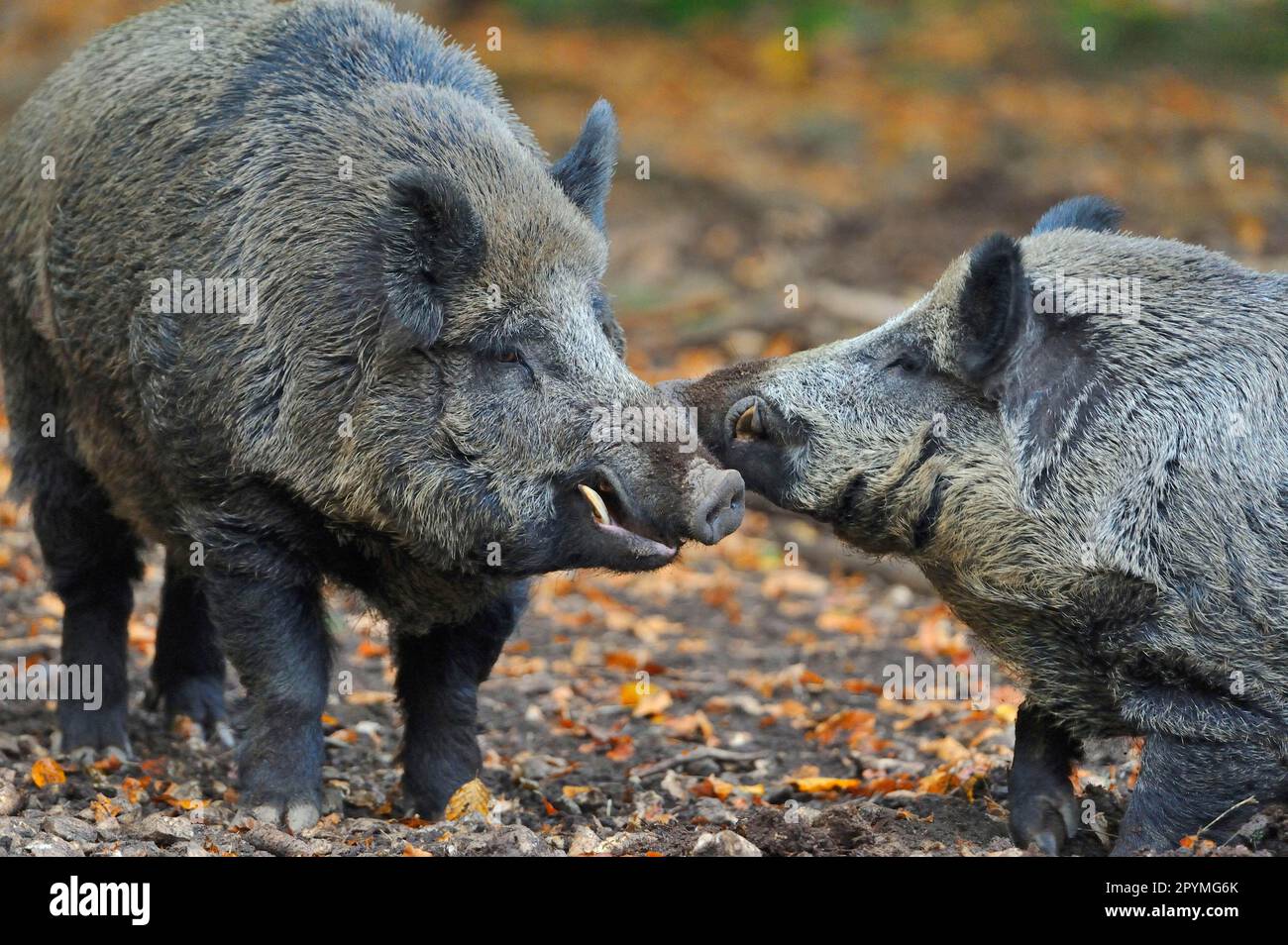 Boar breed hi-res stock photography and images - Alamy