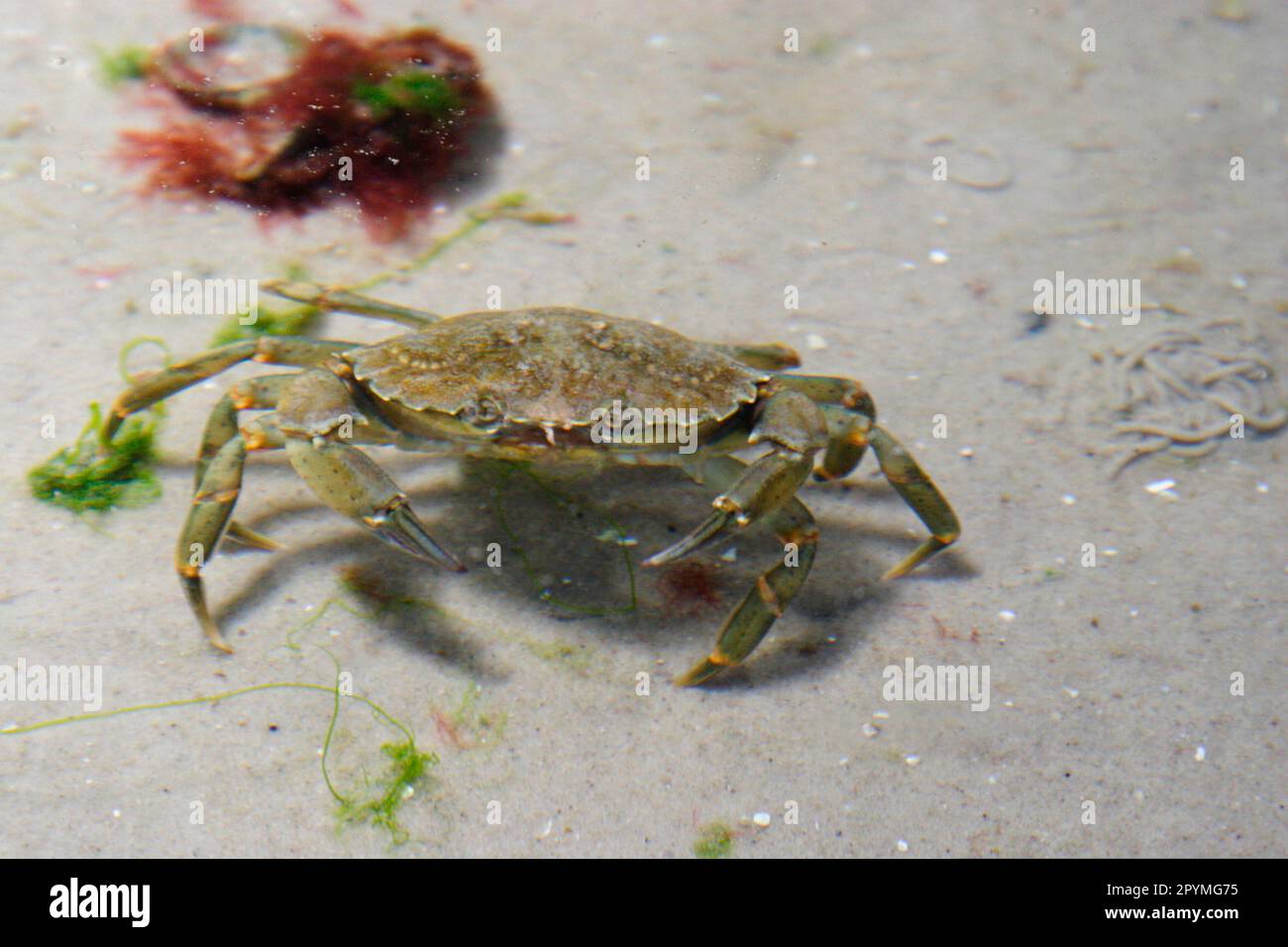 Common shore crab Stock Photo - Alamy