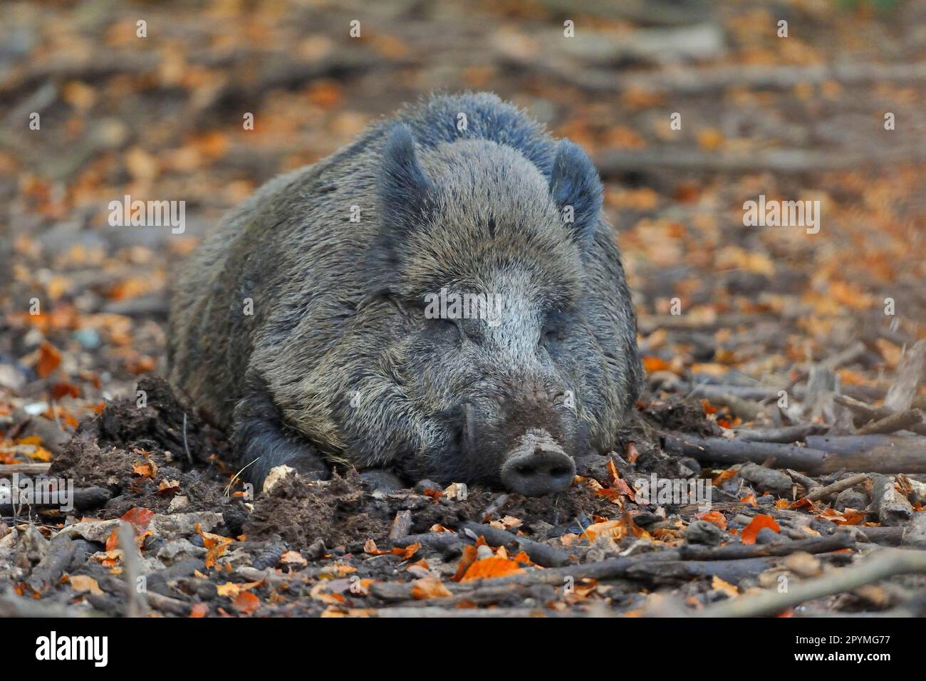 Boar breed hi-res stock photography and images - Alamy
