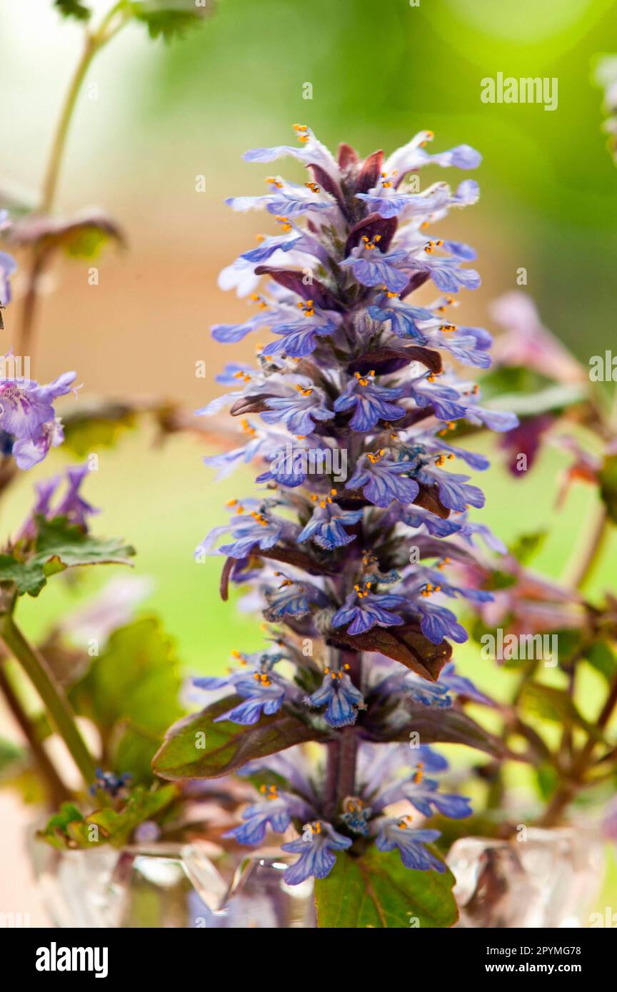 Creeping bugle hi-res stock photography and images - Alamy