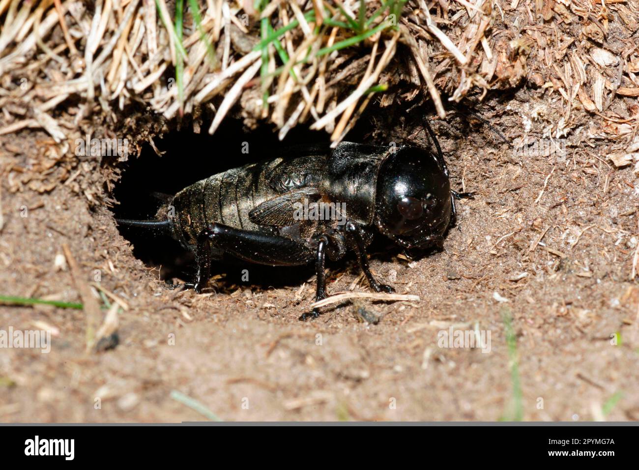 Cricket insect flying hi-res stock photography and images - Alamy