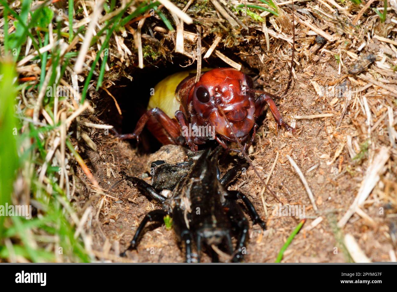 Cricket insect flying hi-res stock photography and images - Alamy