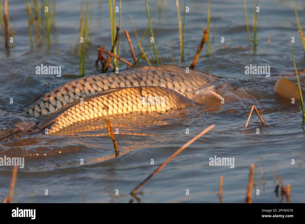 Carp reproduction hi-res stock photography and images - Alamy