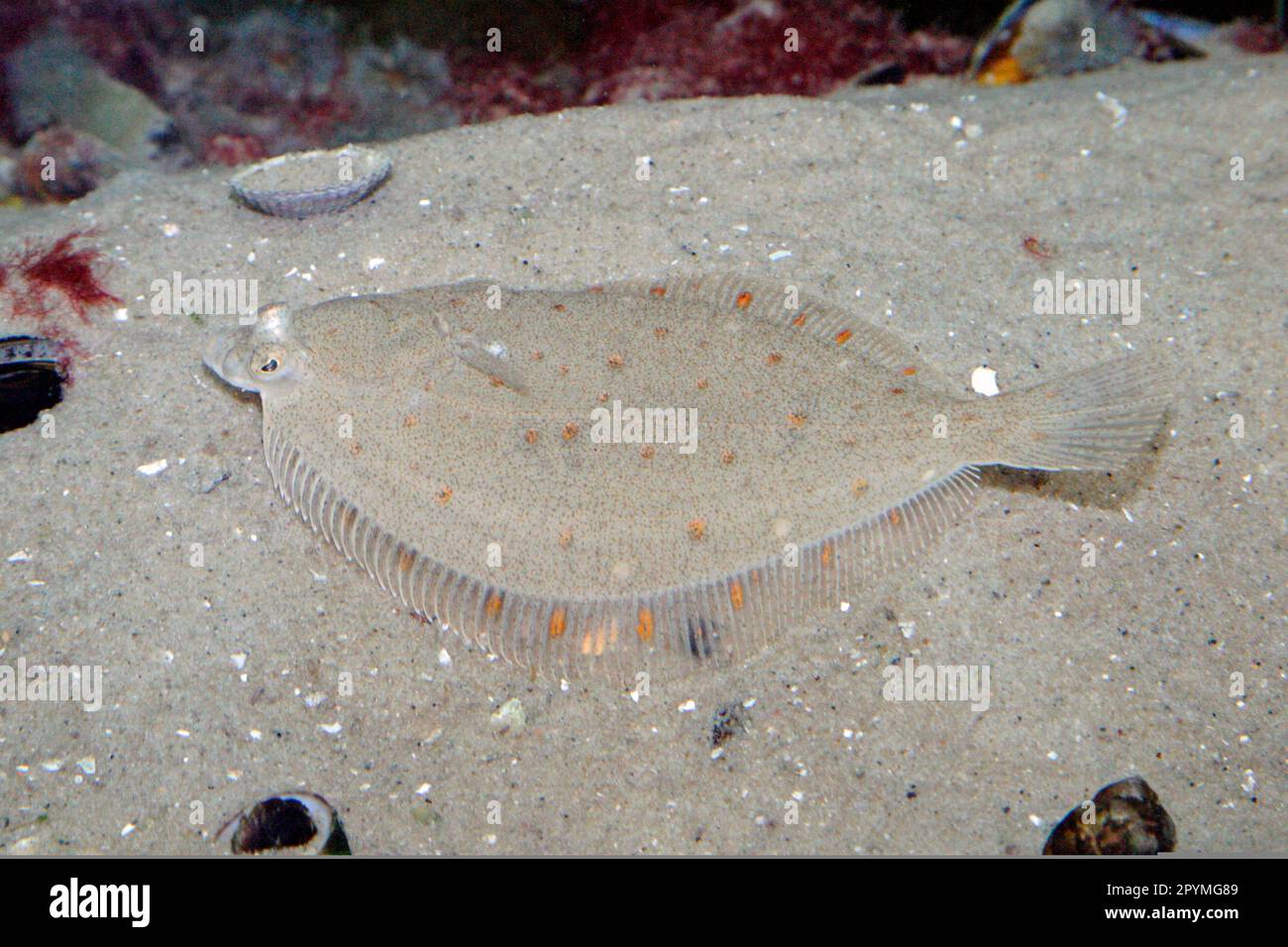 Flounder camouflage hi-res stock photography and images - Alamy