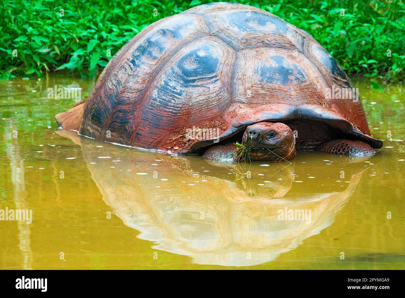 Galapagos giant tortoise Stock Photo - Alamy