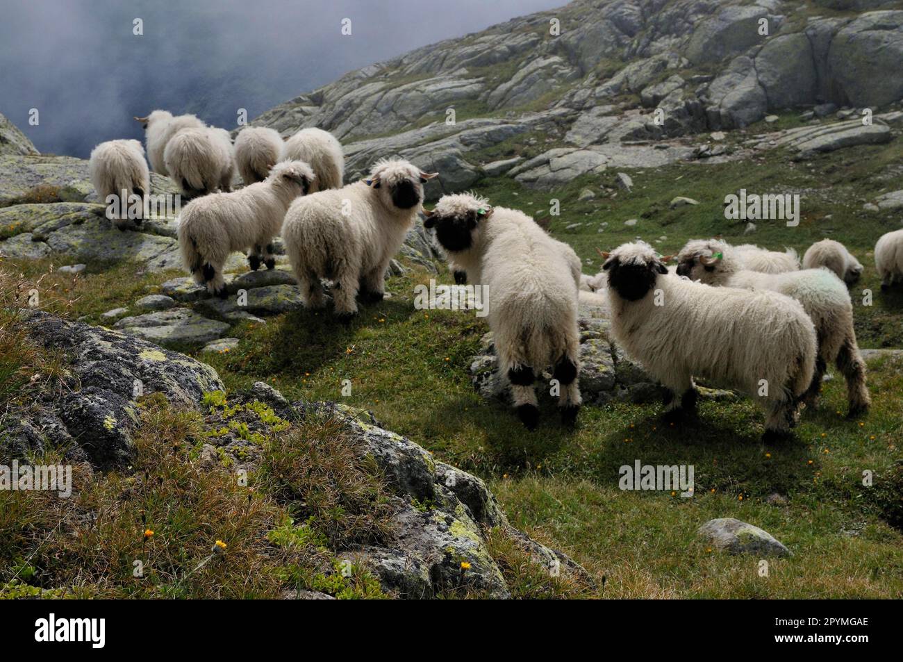 Valais black-nosed sheep Stock Photo - Alamy