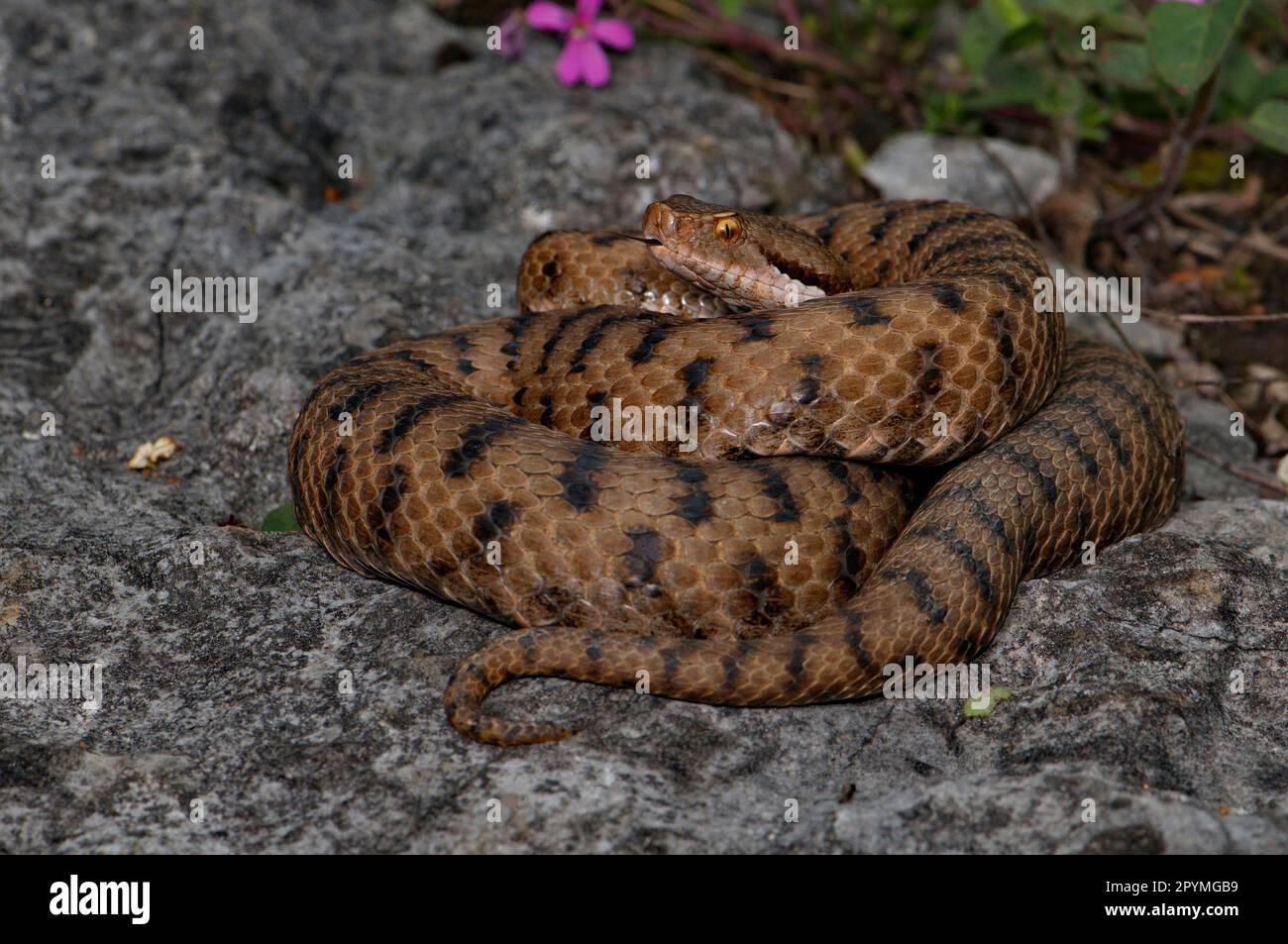 Female behavior hi-res stock photography and images - Alamy