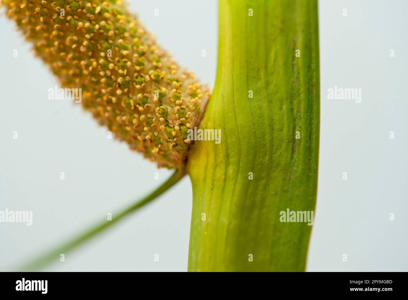 Sweet flag hi-res stock photography and images - Alamy
