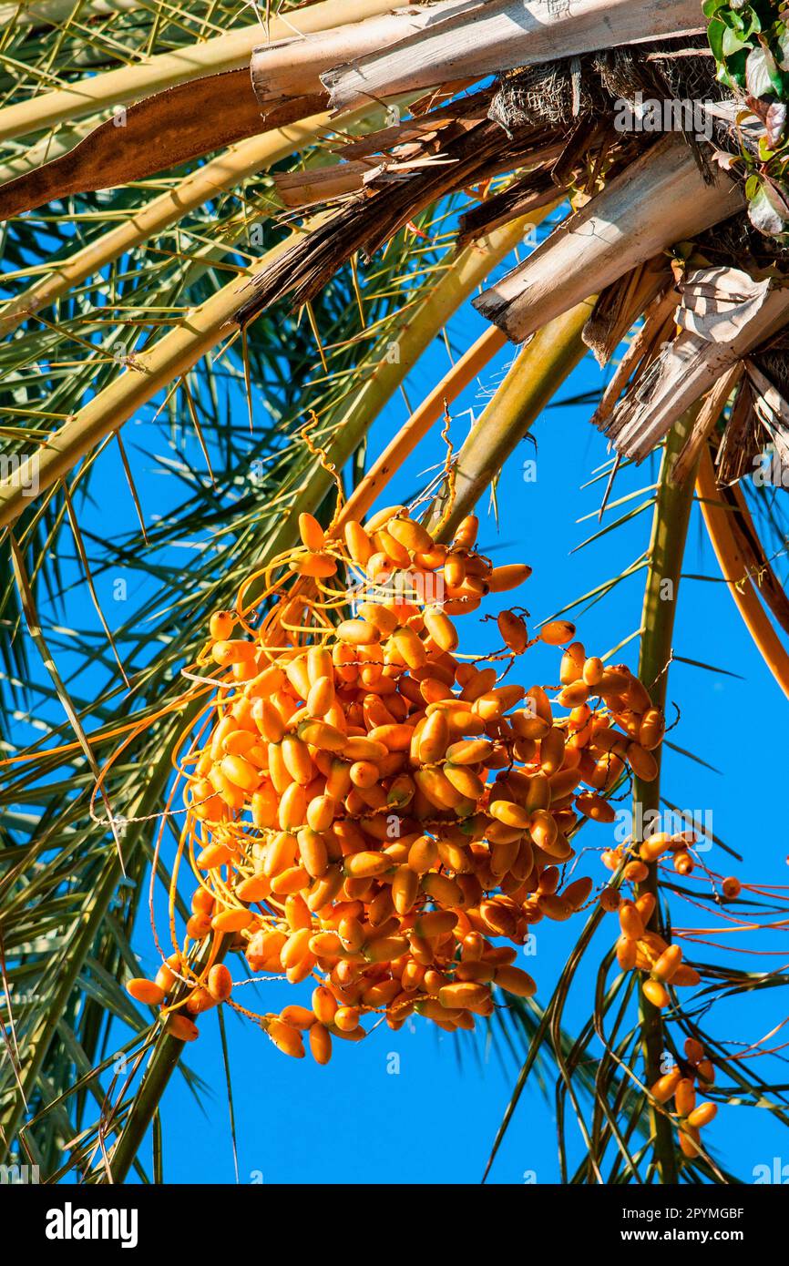 Date palm, Turkey Stock Photo - Alamy