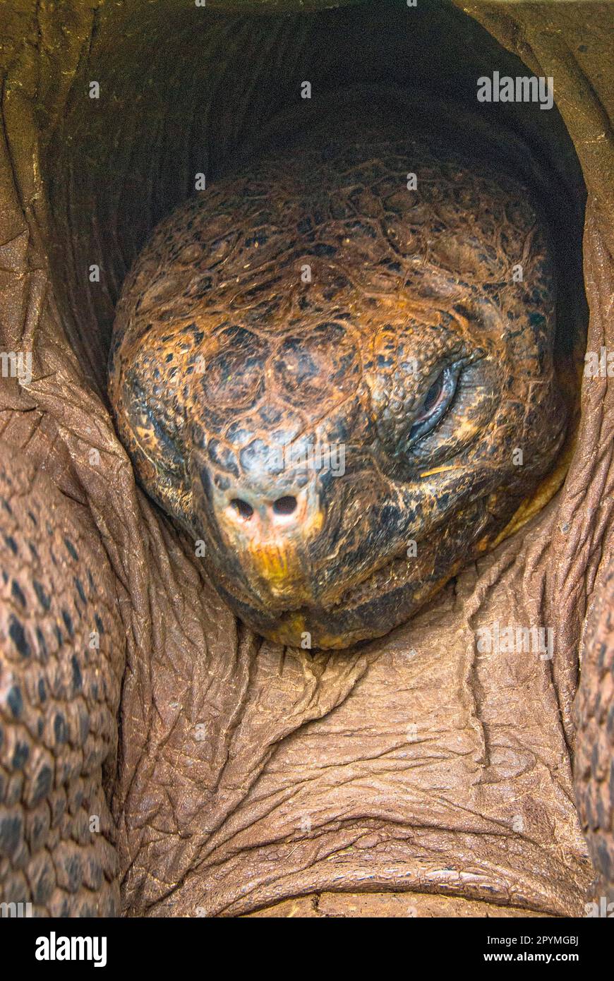Galapagos giant tortoise Stock Photo - Alamy