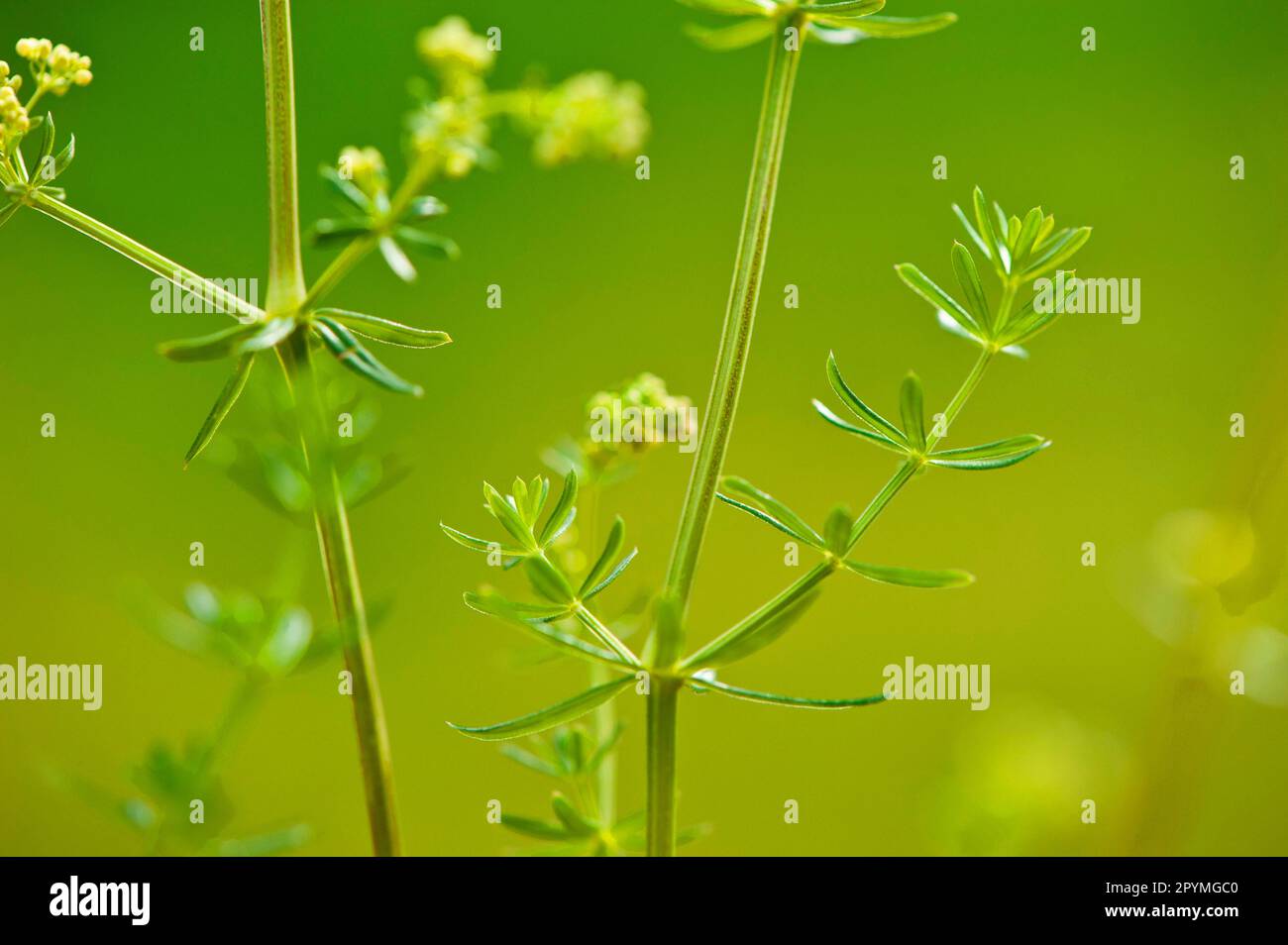 Common bedstraw hi-res stock photography and images - Alamy
