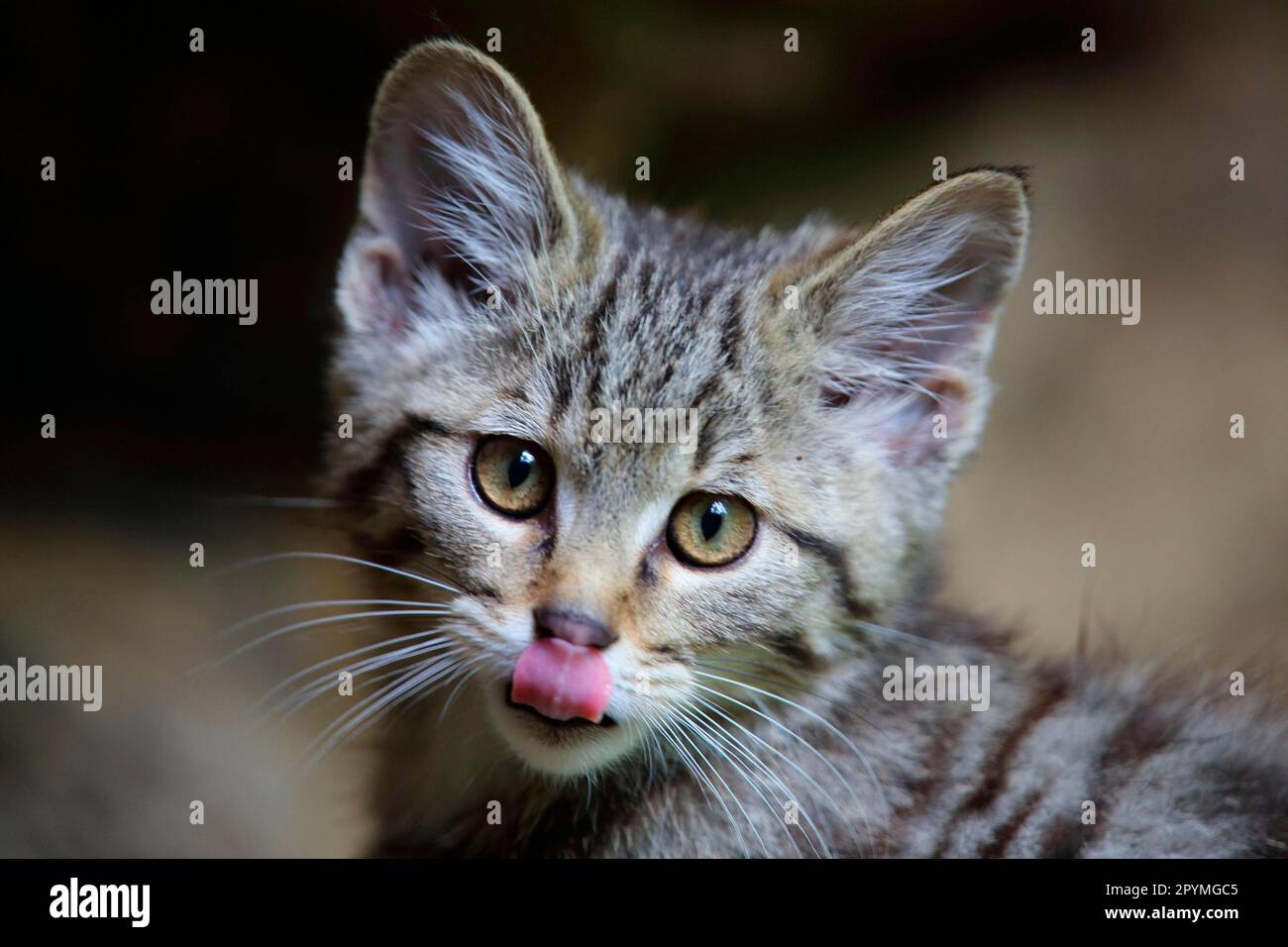 European wildcat, young Stock Photo - Alamy