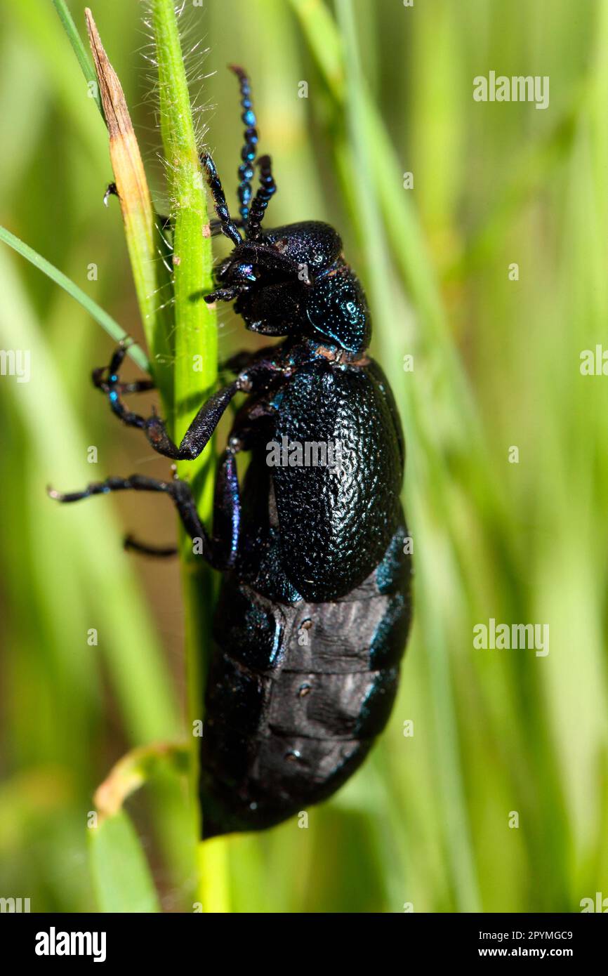 Dusky blue oil beetle Stock Photo - Alamy