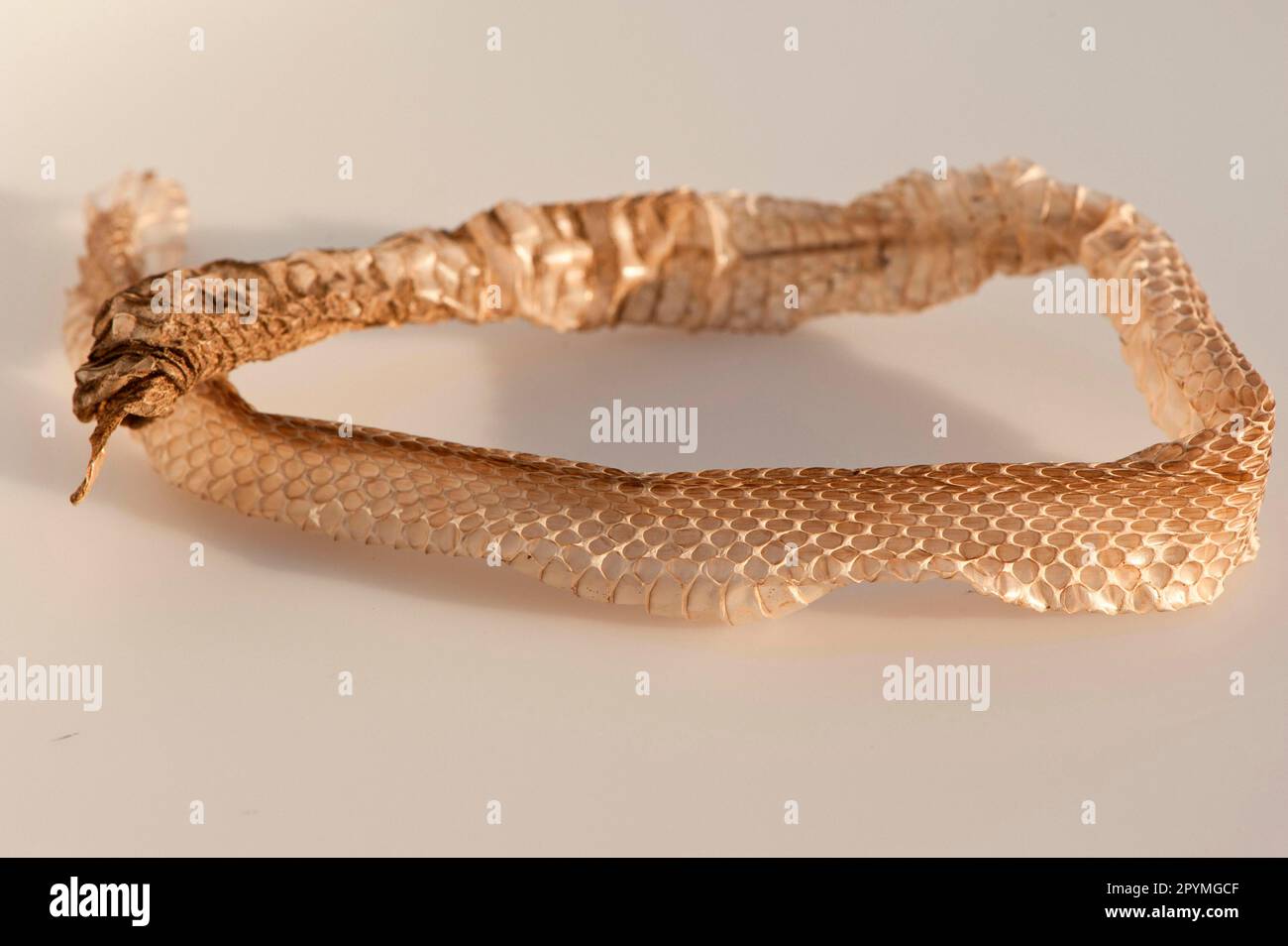 Animal skin shirt hi-res stock photography and images - Alamy