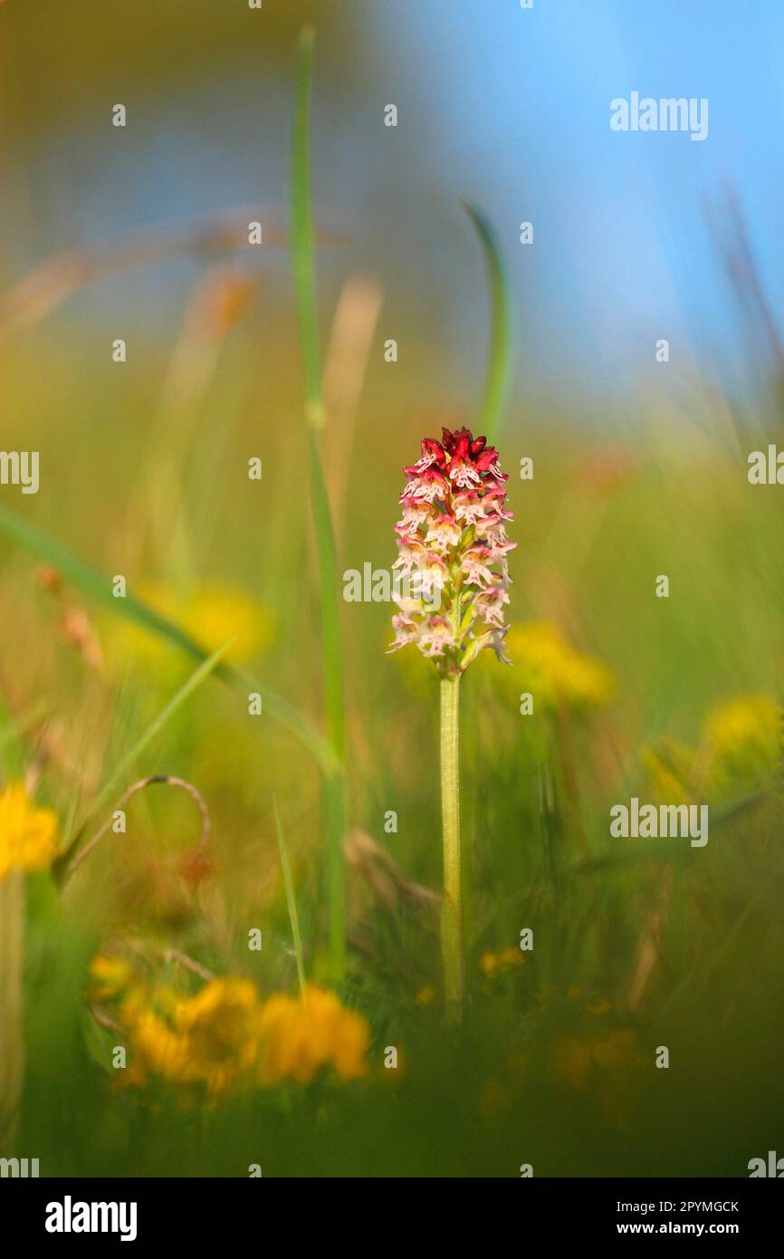 Fire orchid hi-res stock photography and images - Alamy